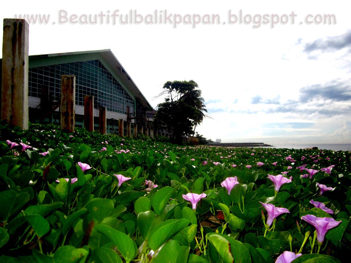 BEAUTIFUL BALIKPAPAN: Bunga di tepi pantai