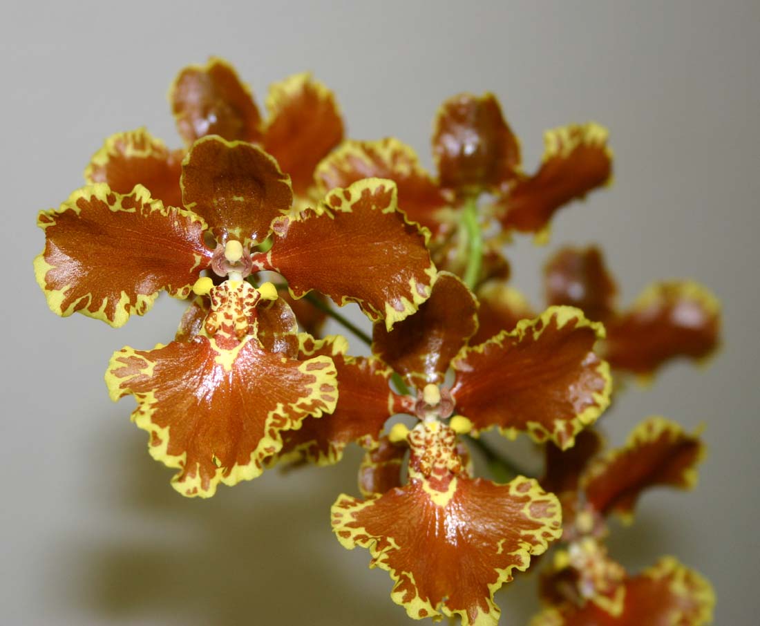 Sintonizando: Gênero Oncidium