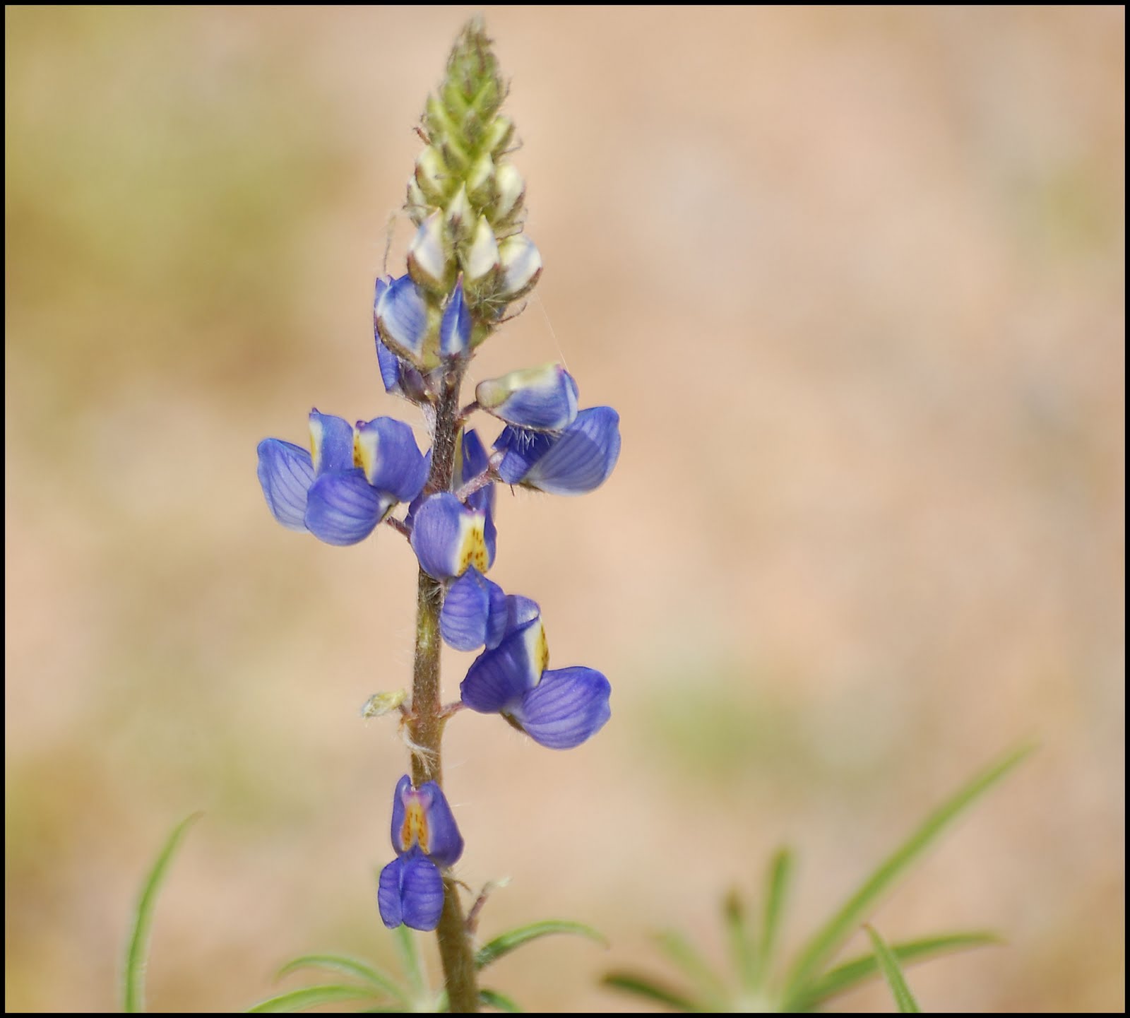 A View from the Edge: Desert in Bloom