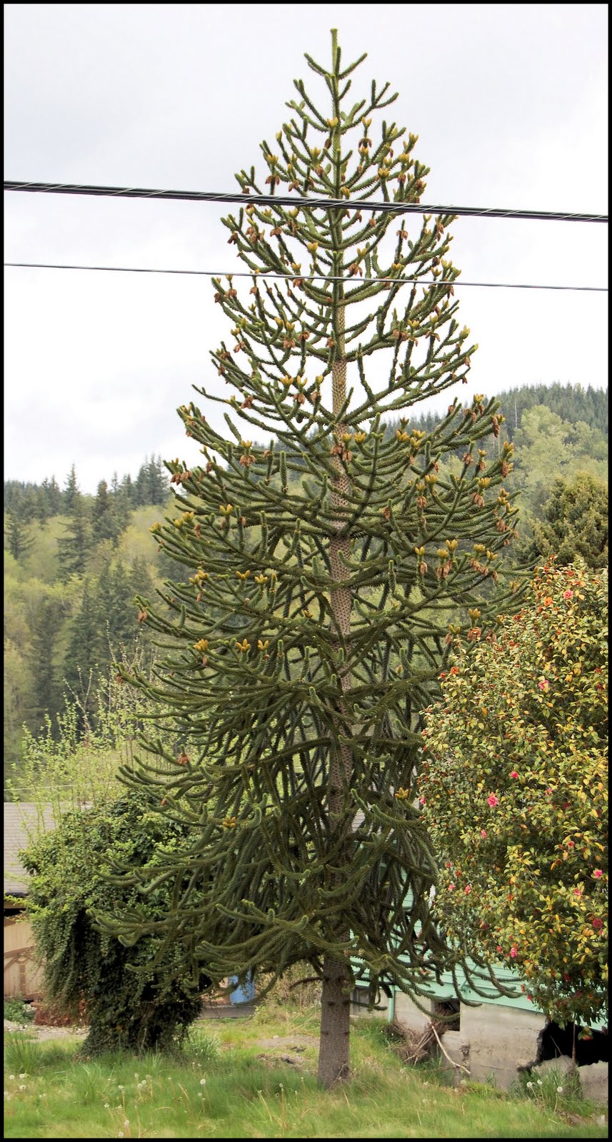 A View from the Edge: This, That and the Other - Or I have no clue what ...