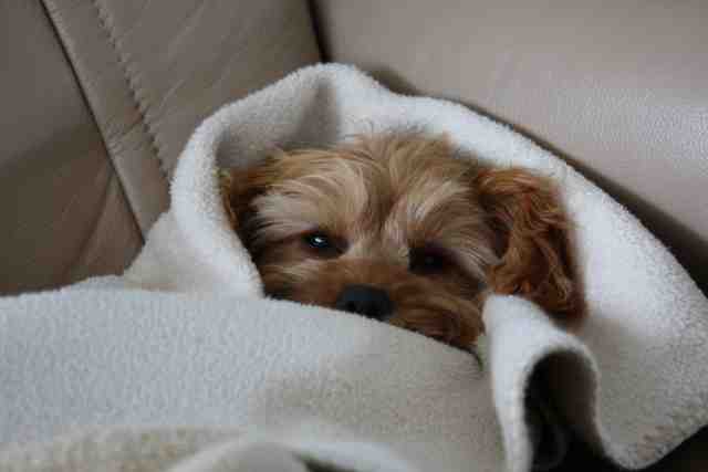 Cavoodle Pups: Cavoodle Grown Photos From Past Litters