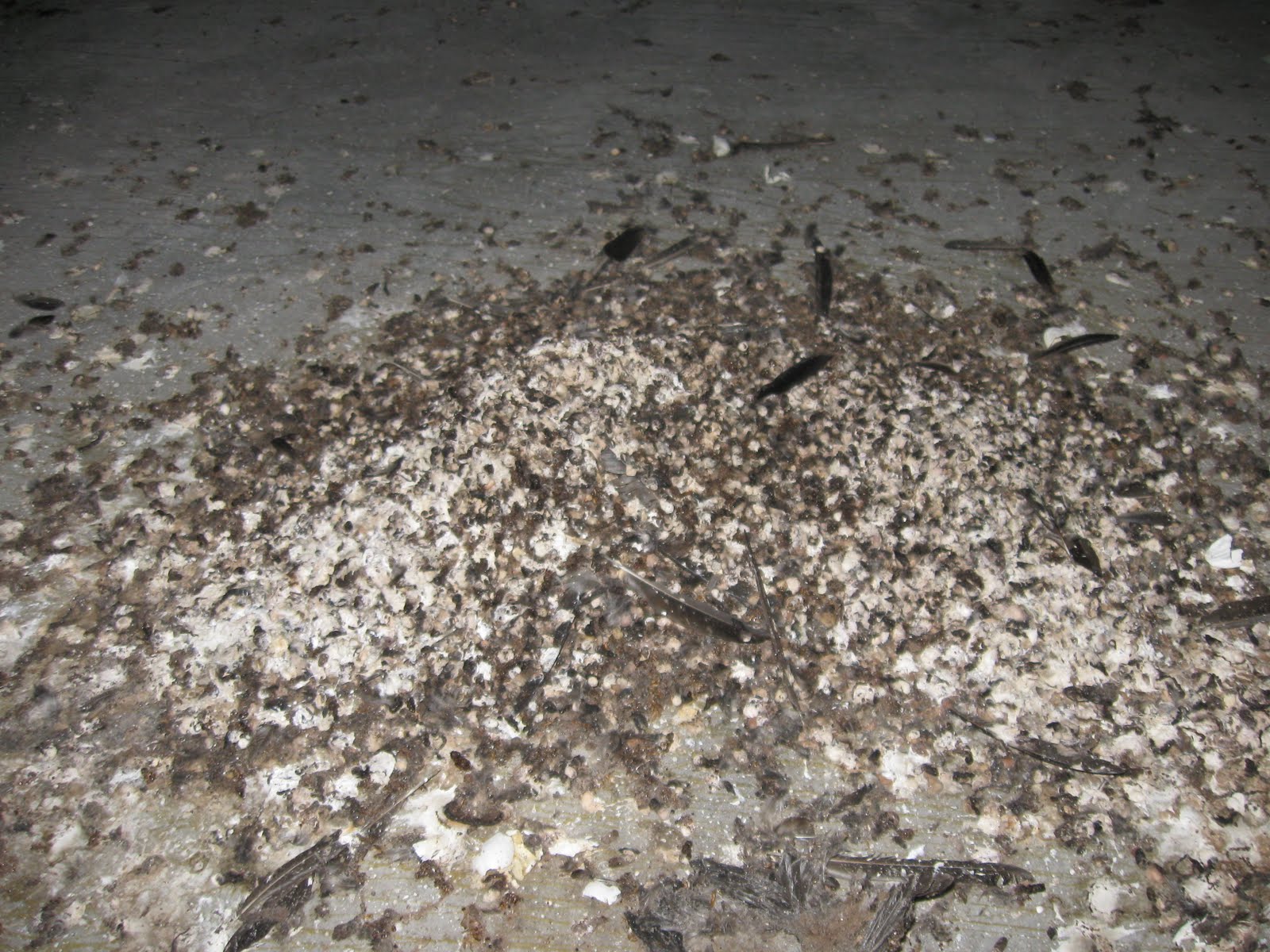 Swiftlet Farming: Million Dollars A Year Income Potential.: Just How ...