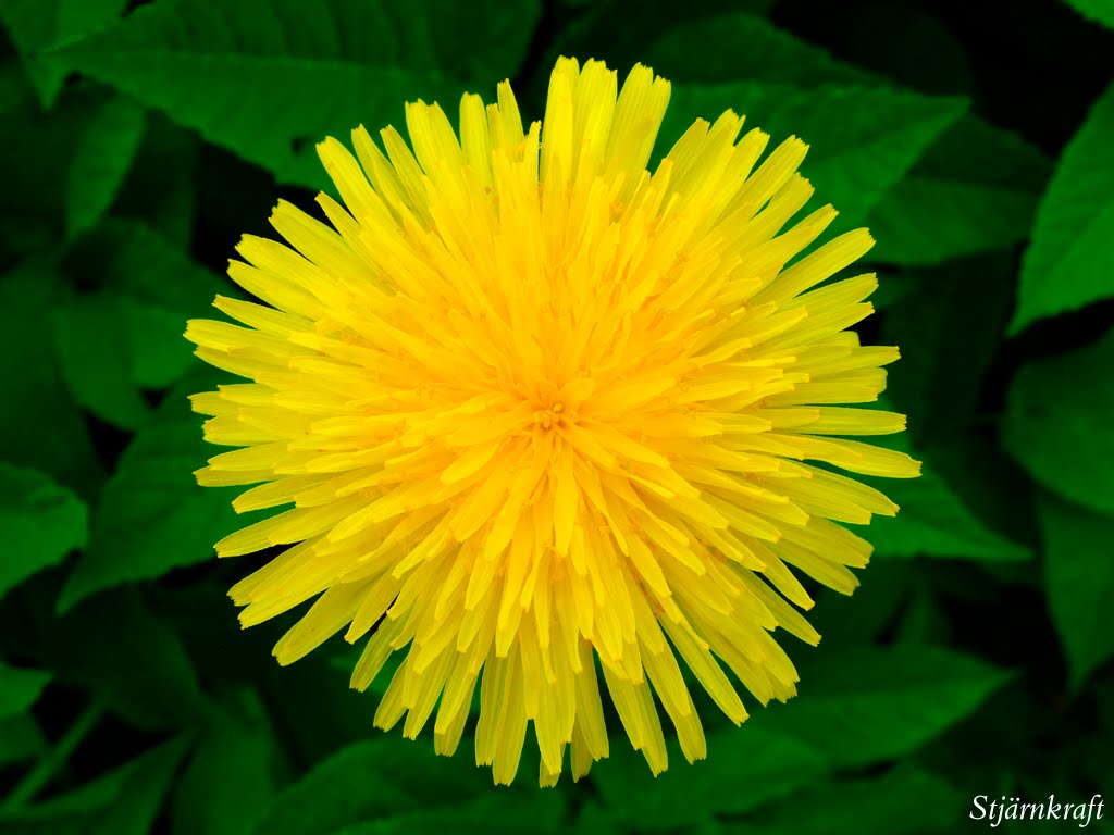 Ruckelhäxan Stjärnkraft: Maskrosor och mördare