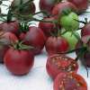 Cordon and Indeterminate Tomato Varieties