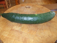 Cucumbers challenge, fifty off one plant!