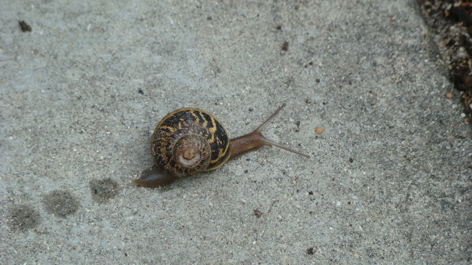 Welcome to Mahi's Space: நத்தையாரே,நத்தையாரே எங்கே போறீங்க?