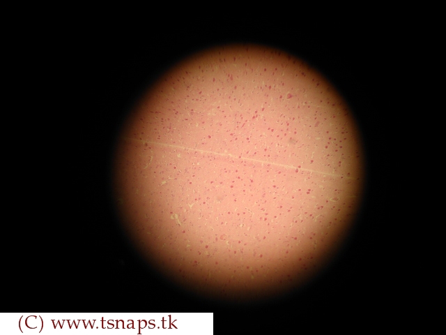 Histology Slides Database: cerebrum histology slide