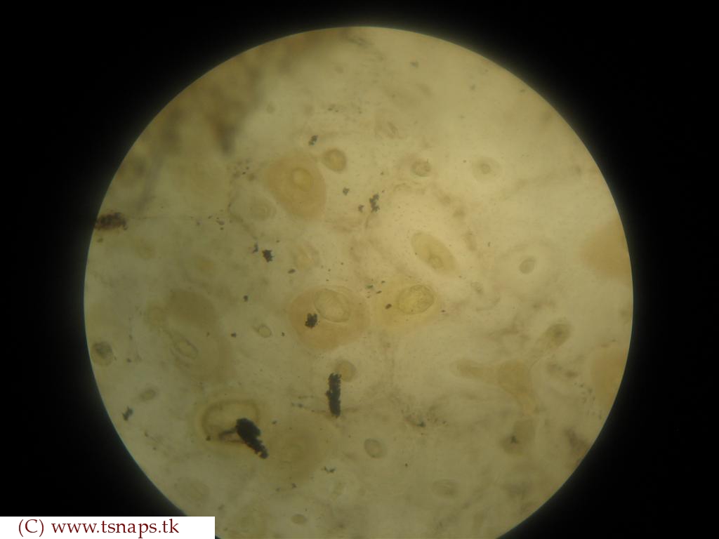 Histology Slides Database: compact bone histology slide