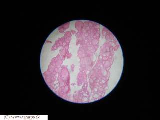 Histology Slides Database: simple cuboidal epithelium histology slide