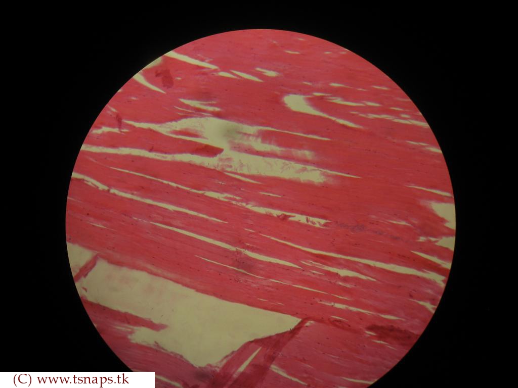 Skeletal Muscle Slide
