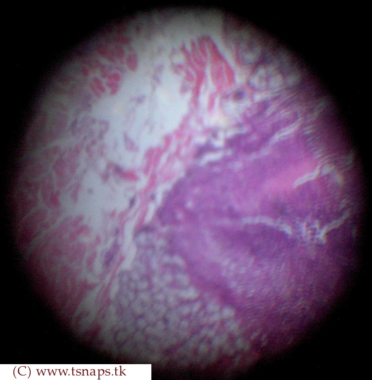 Histology Slides Database: October 2010