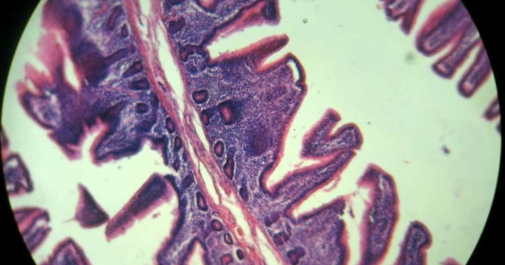 Histology Slides Database: Jejunum histology slide