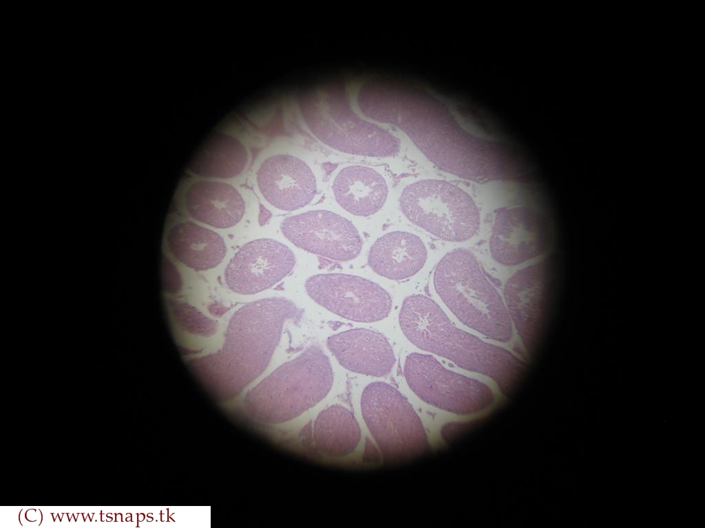 Histology Slides Database: human testis histology slides (testes)
