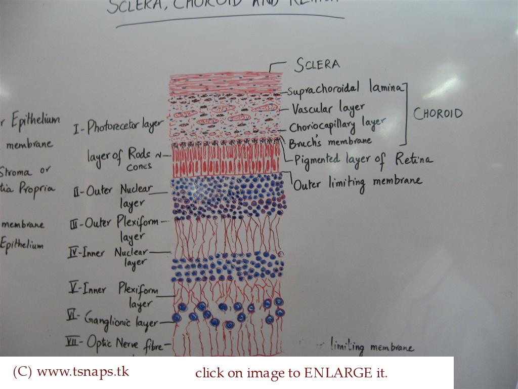 Histology Slides Database: histological diagram of sclera choroid and ...