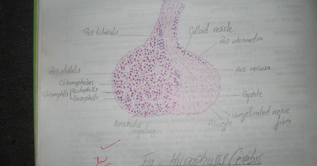 Histology Slides Database: histological diagram of pituitary gland