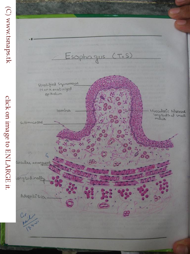 Esophagus Histology Drawing