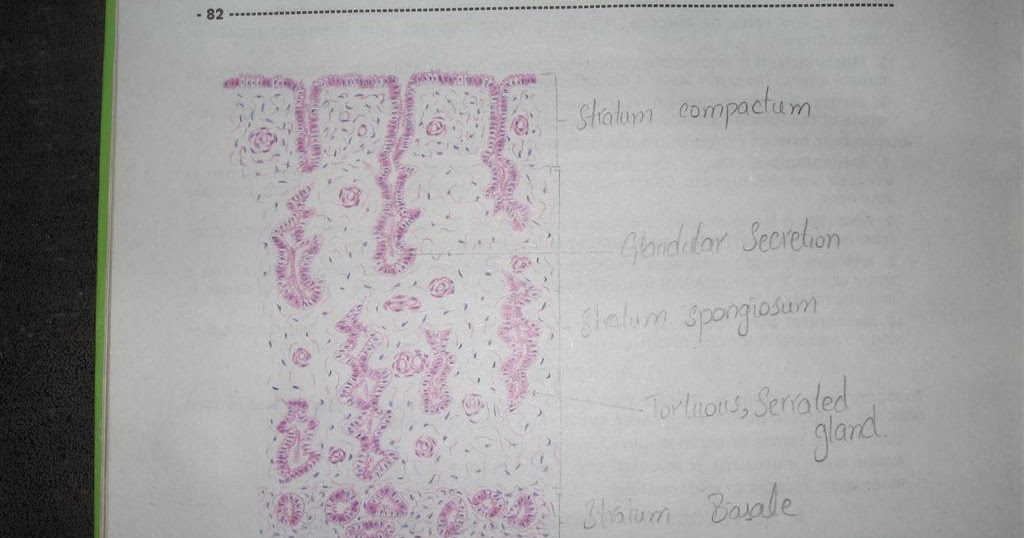 Histology Slides Database: histological diagram of uterus in secretory ...