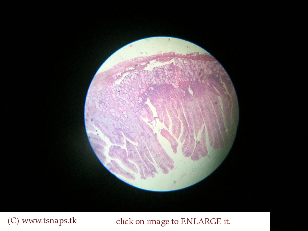 Histology Slides Database: duodenum histology slides