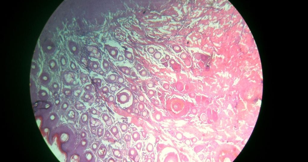 Histology Slides Database: human lip histology slides