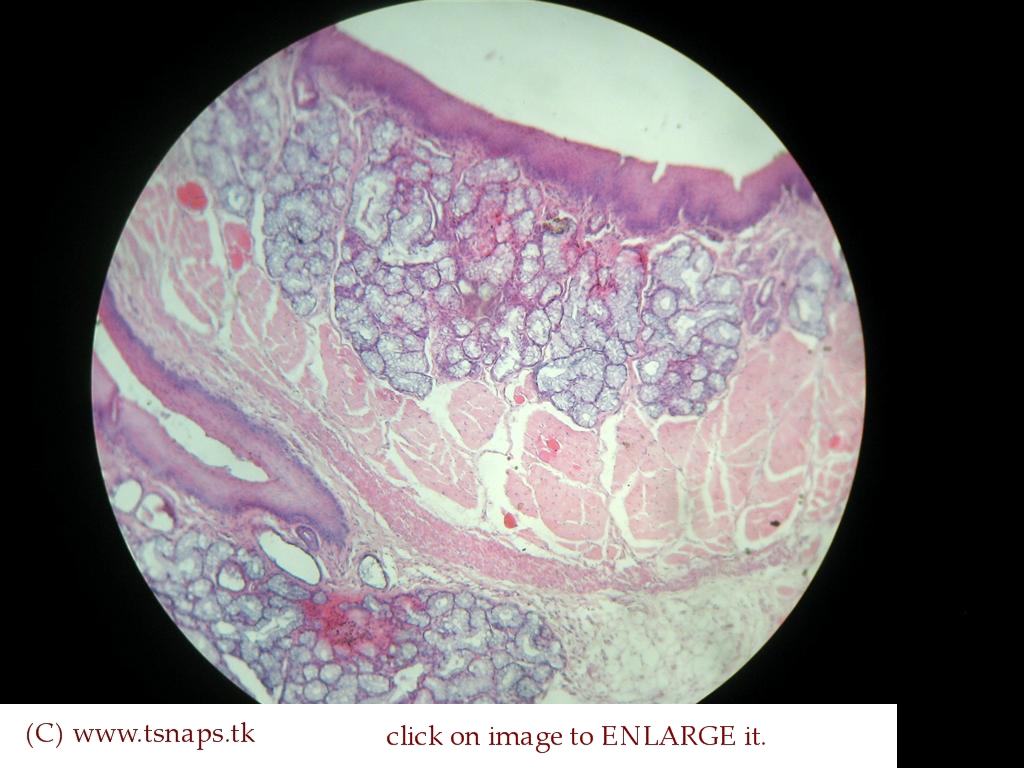Histology Slides Database: human oesophagus / esophagus histology slides