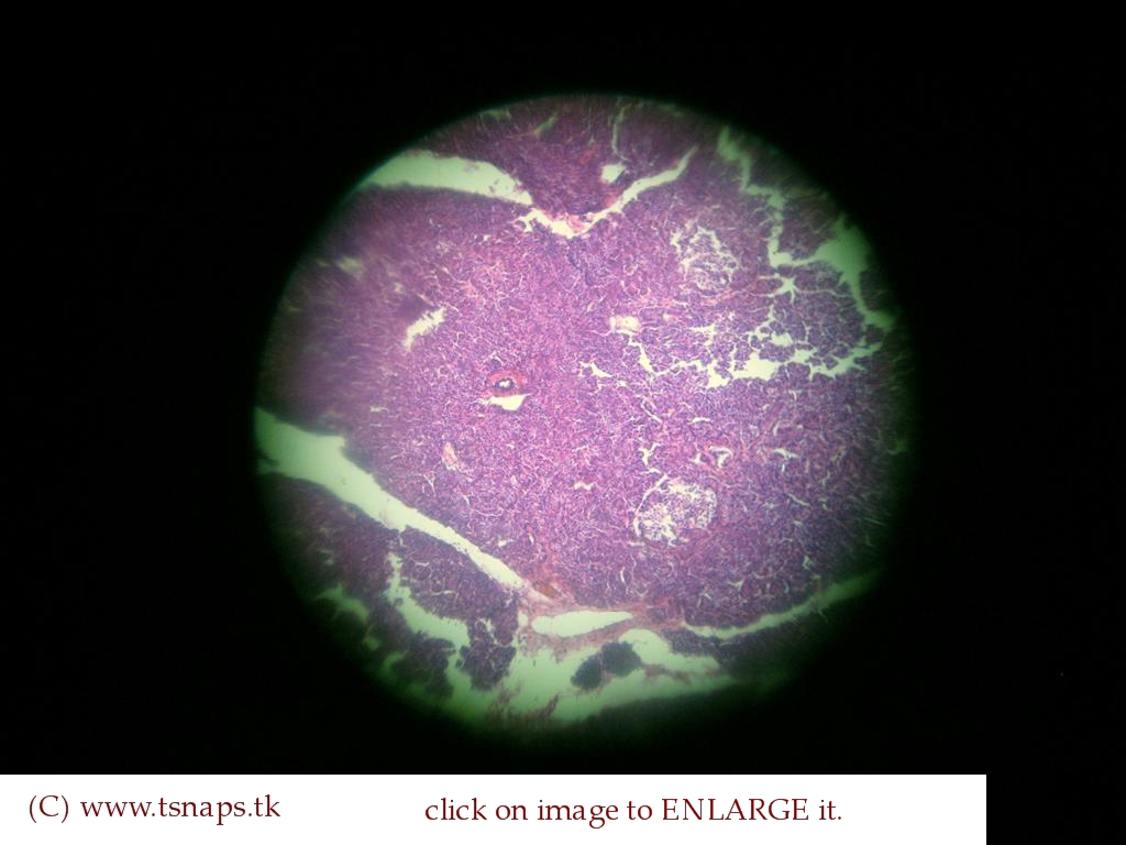 Histology Slides Database: pancreas histology slides