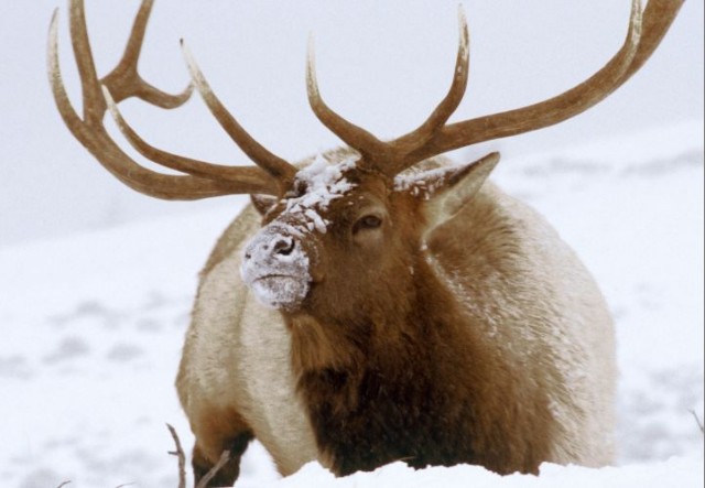 Proper Course: Early Snow