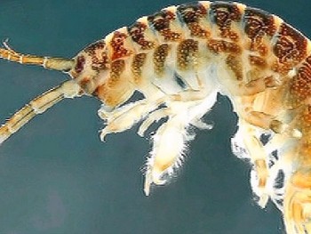 Proper Course: Killer Shrimp Invade UK