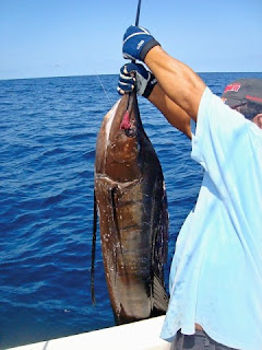 Discover Riviera Nayarit News: First "Cow" Tuna for 2010 season