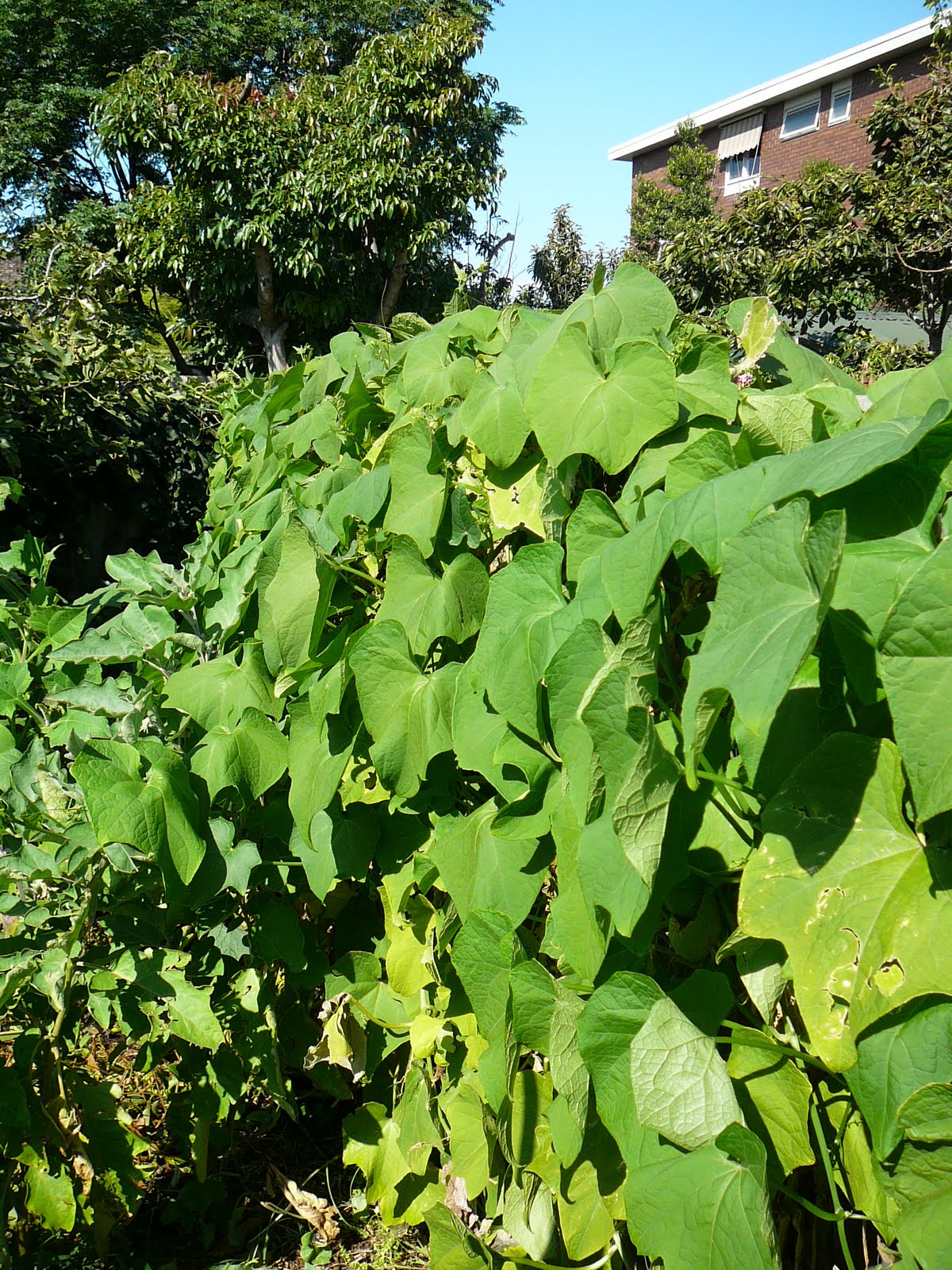 People, Plants, Landscapes: Chokos or Chayote