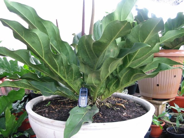 Ilmu Bunga | Budidaya Bunga - Blog Imron: anthurium jemani