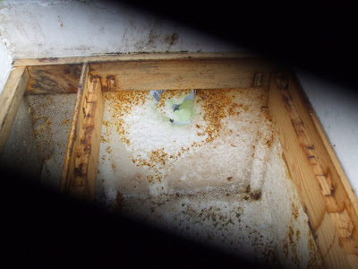 MAHMUDİYE ARICILIK: KARA KOVAN-STRAFOR KUTULAR