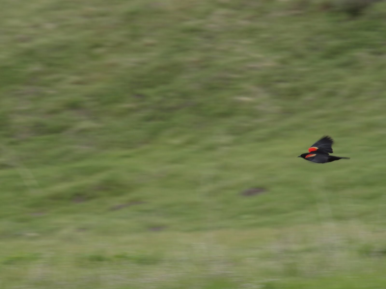 Birding Is Fun!: Random Bird Photos