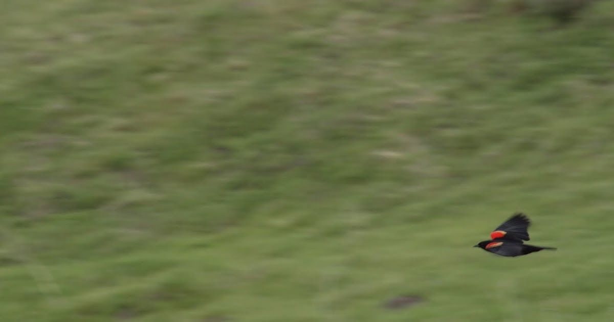 Birding Is Fun!: Random Bird Photos