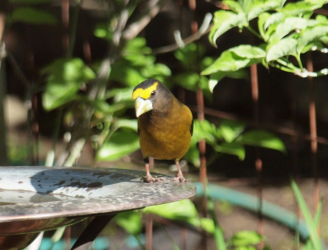 Birding Is Fun!: Evening Grosbeak - love the Unibrow!