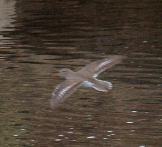 Birding Is Fun!: Spotted Sandpiper