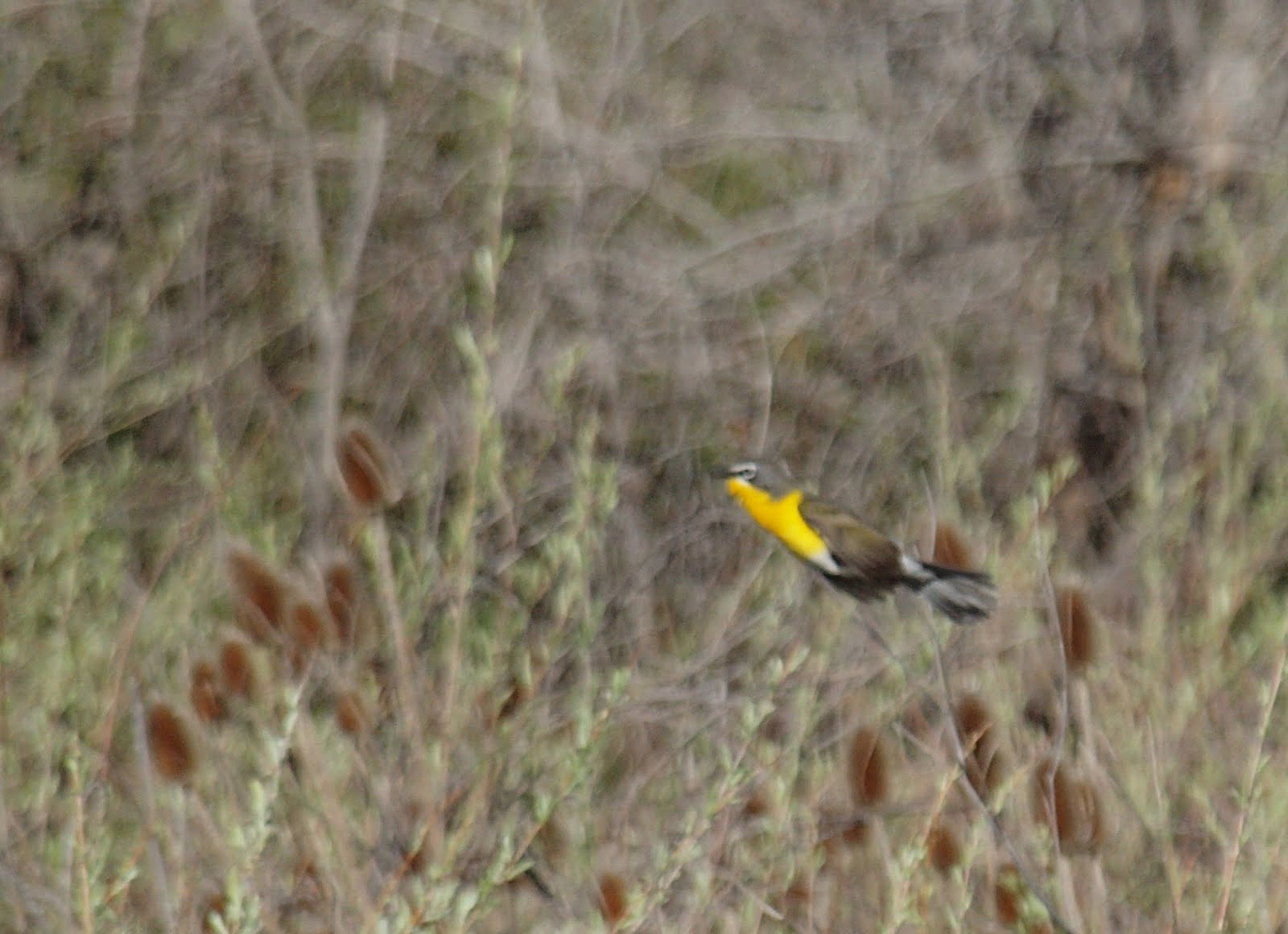 Birding Is Fun!: Yellow-breasted Chat