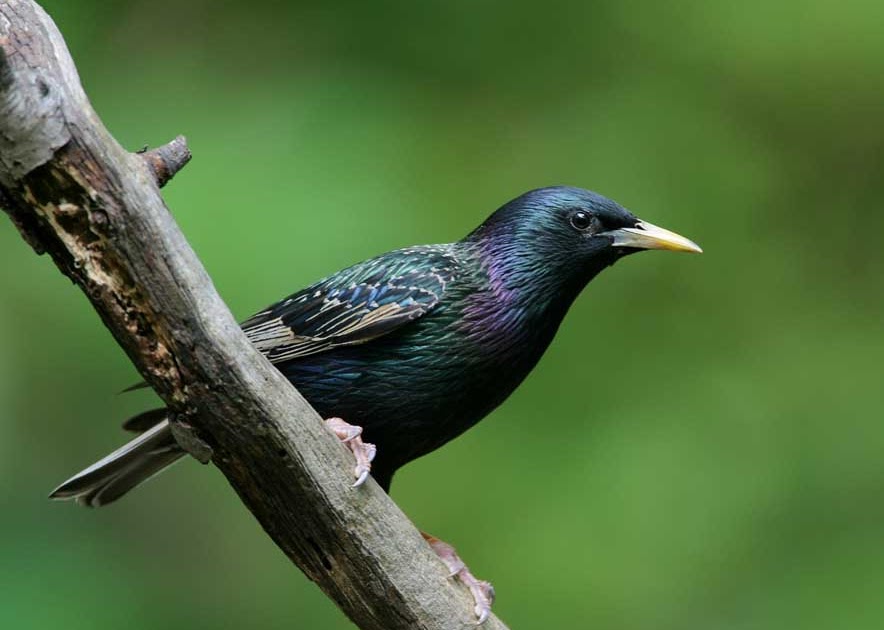 Birding Is Fun!: Shakespeare's Starling