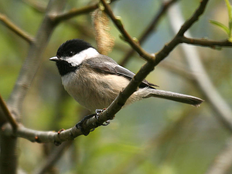 Birding Is Fun!: The Joy of Chickadees