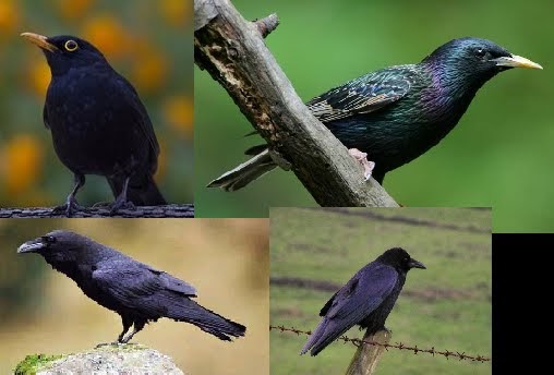 Birding Is Fun!: On the Fourth Day of Christmas...