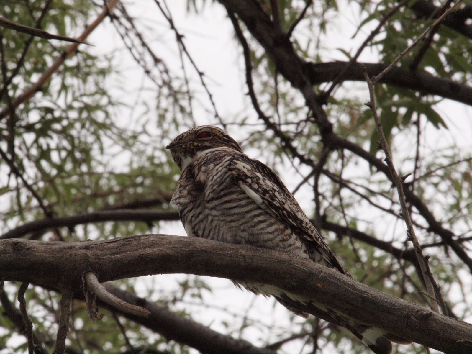 Birding Is Fun!: Common Nighthawk - a bump on a log