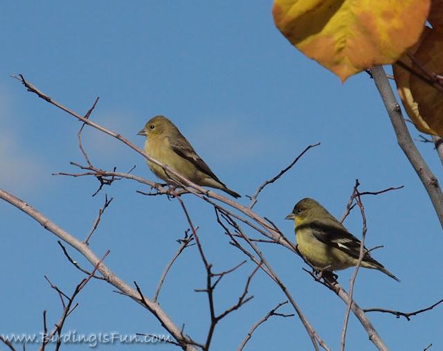 Birding Is Fun!: Autumn Feathers: Lesser Goldfinch