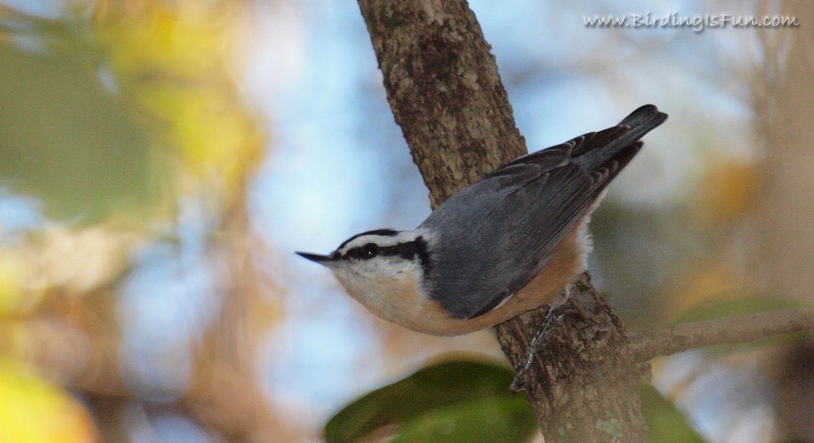 Birding Is Fun!: Red-breasted Nuthatch