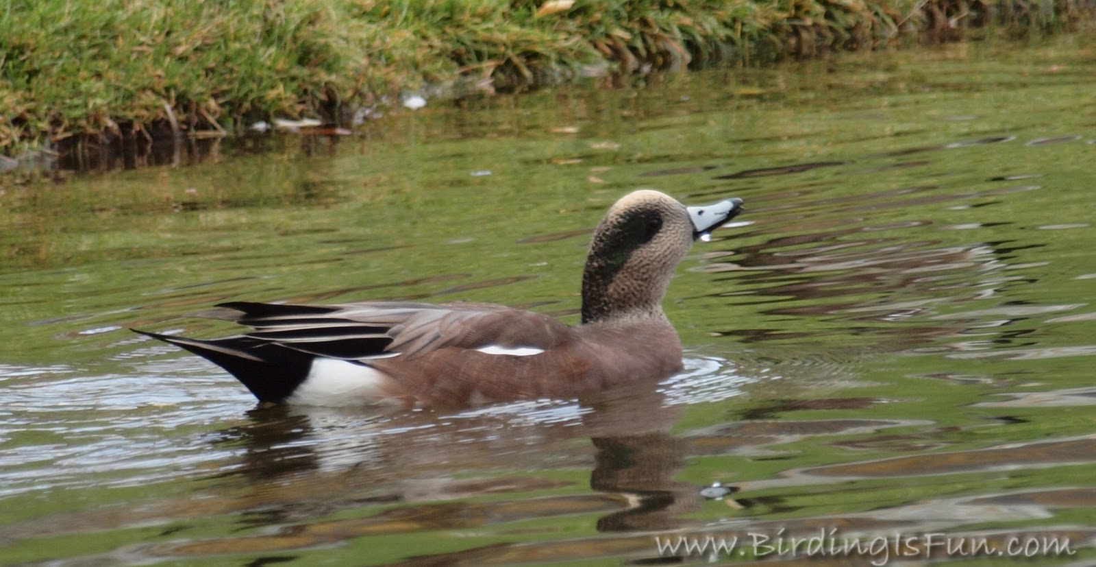 Birding Is Fun!: Autumn Feathers: American Wigeon