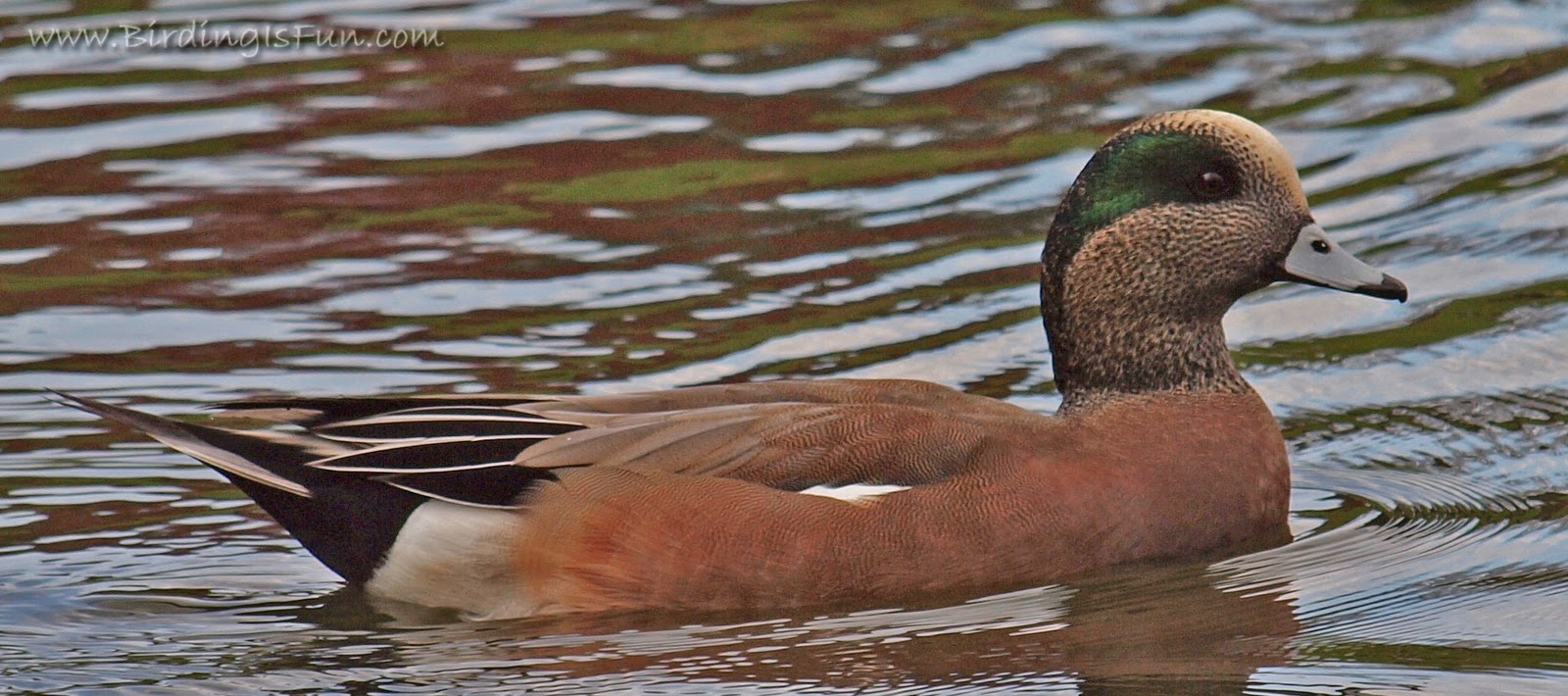 Birding Is Fun!: Autumn Feathers: American Wigeon