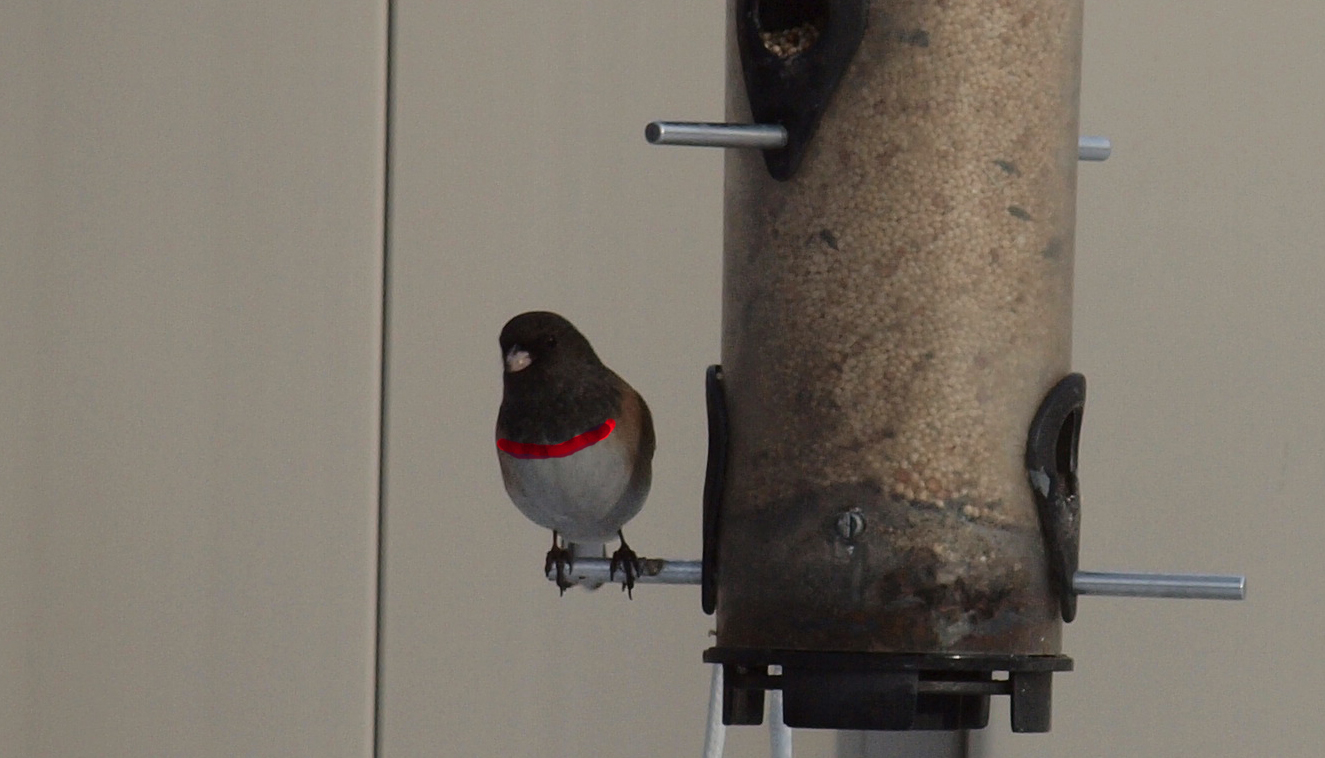 Birding Is Fun!: Slate-colored & Oregon Dark-eyed Juncos