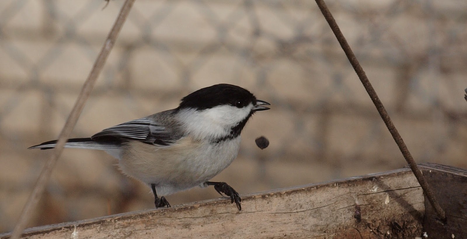 Birding Is Fun!: Backyard Birding: Black-capped Chickadees