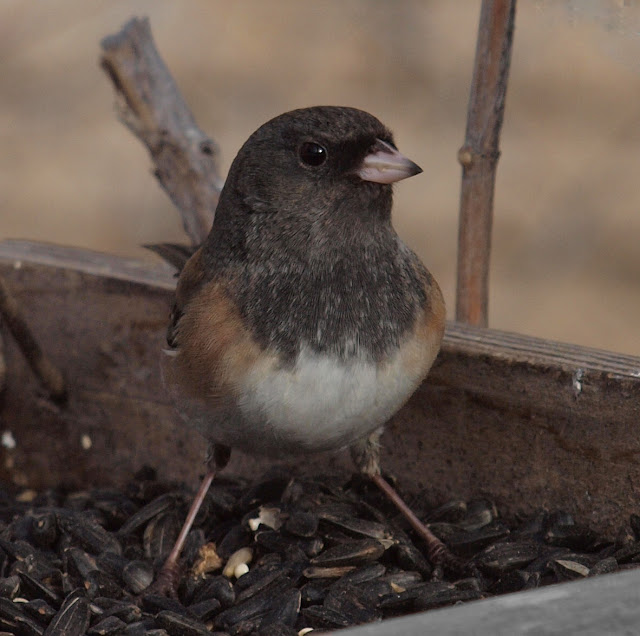 Birding Is Fun!: Dark-eyed Junco Complex