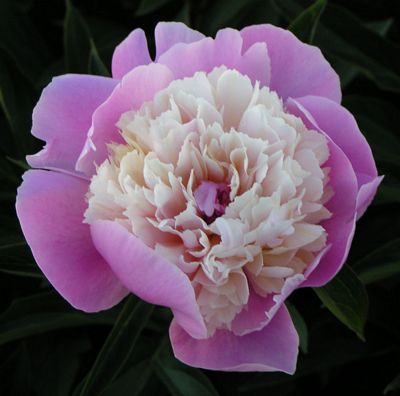 Florist Wilmington NC | Bloomers Flowers Blog - Wilmington NC ...