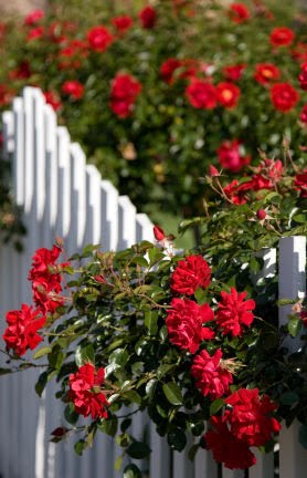 Florist Wilmington NC | Bloomers Flowers Blog - Wilmington NC ...