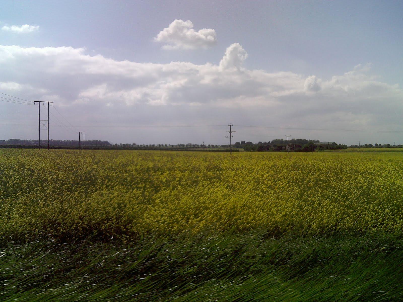 Happily Ever After...: Rape Seed or Snot Weed?